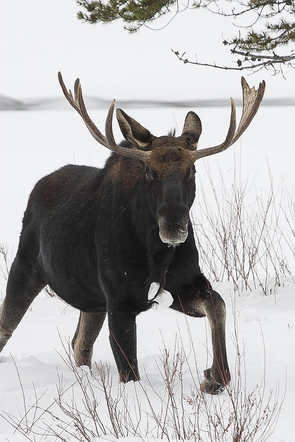 Moose on the Move Photograph by Kenneth McElroy - Fine Art America