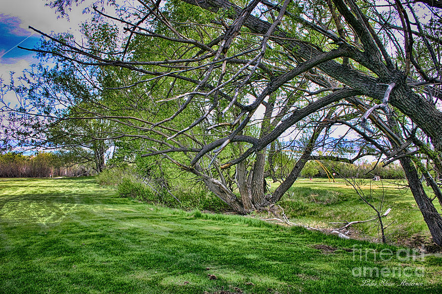 More Mono Trees Photograph by Lidia Anderson - Pixels
