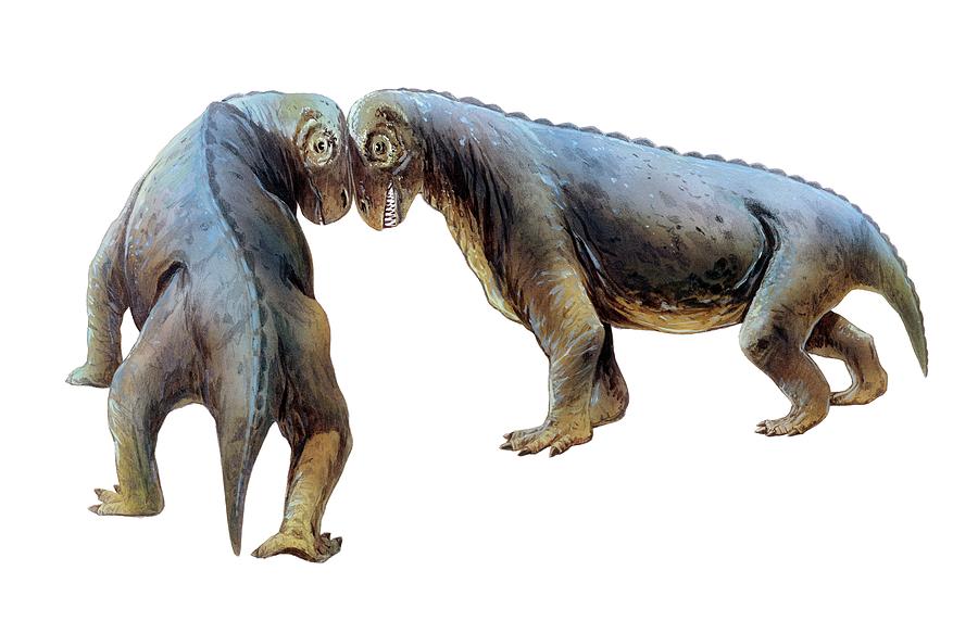 Moschops Head-butting Photograph by Michael Long/science Photo Library ...