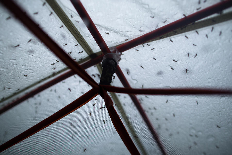 Mosquitos Become Trapped Photograph by Krystle Wright - Pixels