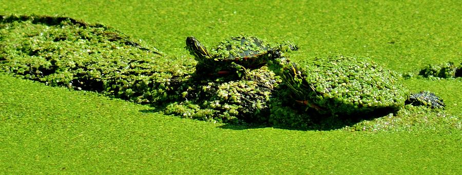 Moss covered Painted Turtles Photograph by Sara Edens - Fine Art America