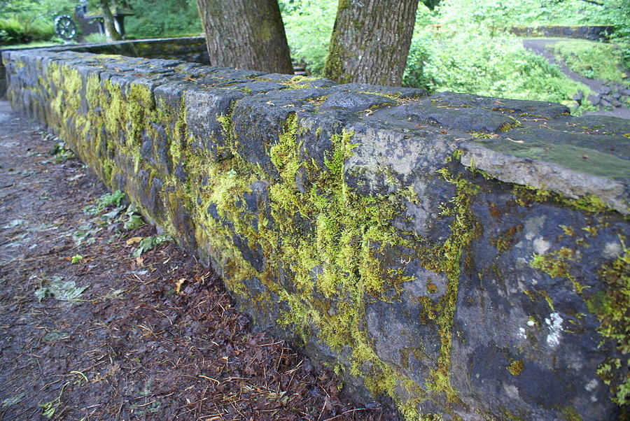 Moss Covered Path Photograph by Jacqueline Russell - Fine Art America