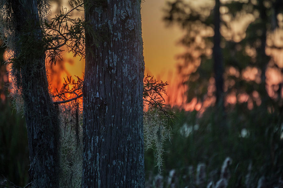 Moss Covered Tree Trunk In A Swamp Photograph by Melissa Roldan - Fine ...