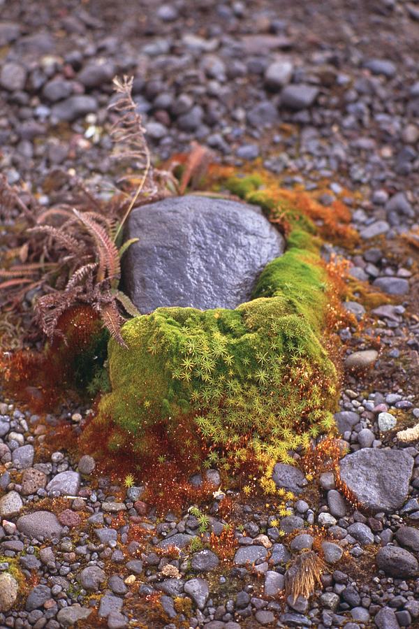 Moss Rock Photograph by Michael Wright - Fine Art America