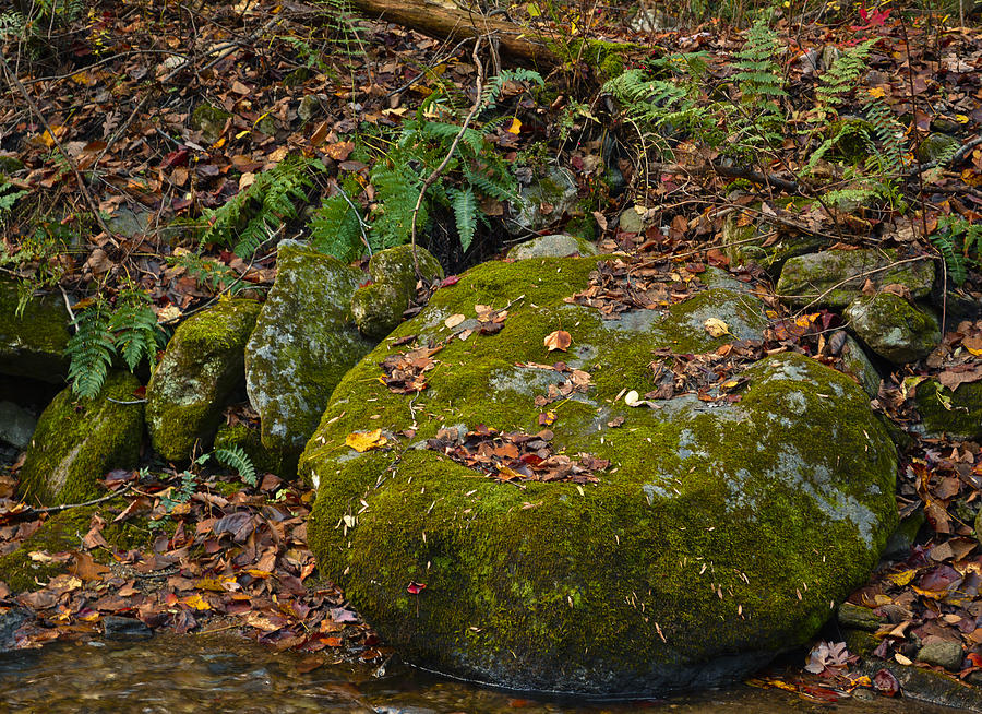 Mossy Boulder Photograph by Melissa Seymour - Fine Art America