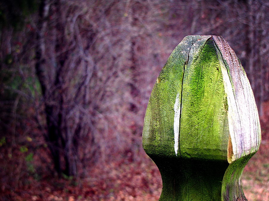 Mossy Post Photograph by Greg Simmons - Fine Art America