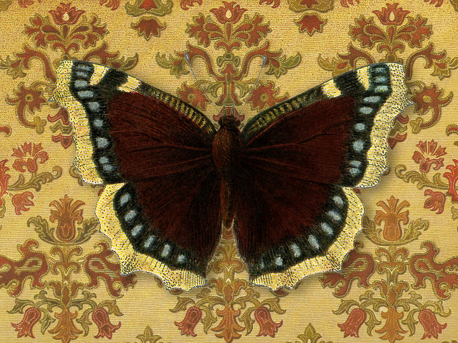Moth 7 Photograph by Robert Todd - Fine Art America