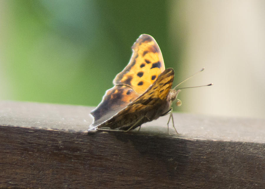 Moth at rest Photograph by Eric Cross - Fine Art America