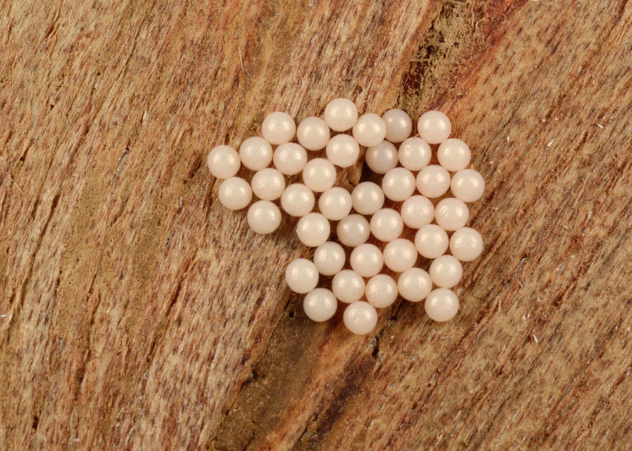 Moth Egg Cluster by Science Photo Library