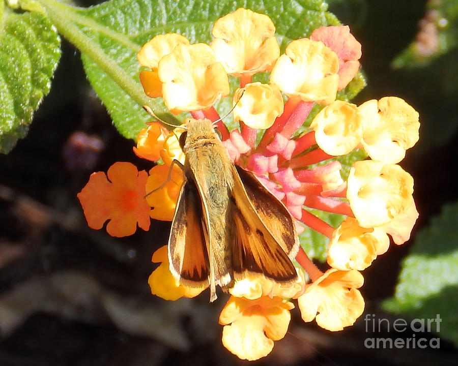 Moth Landing Photograph by Michael Lovell - Fine Art America