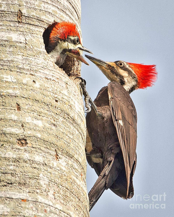 MOTHER and SON Photograph by Patsy Kline Hall - Pixels