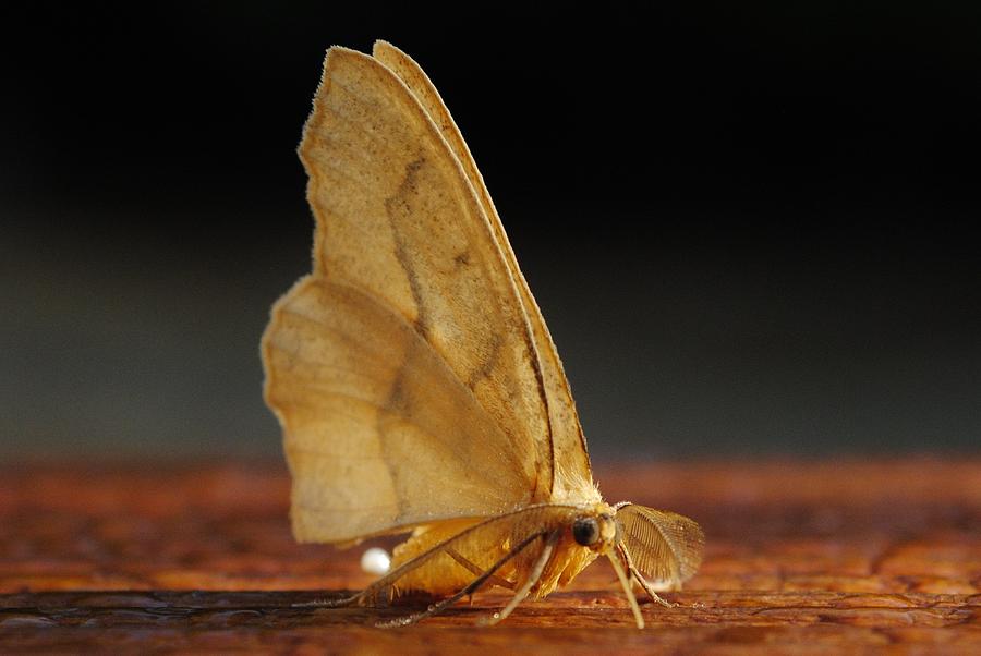 Mothra Photograph by Derek Noland
