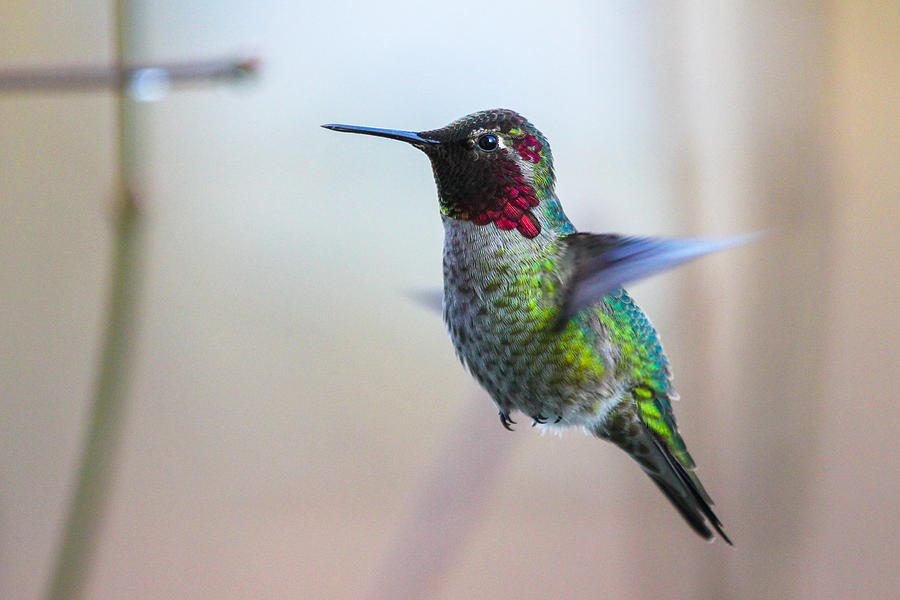 Motionless Photograph by Christopher D Elliott - Pixels