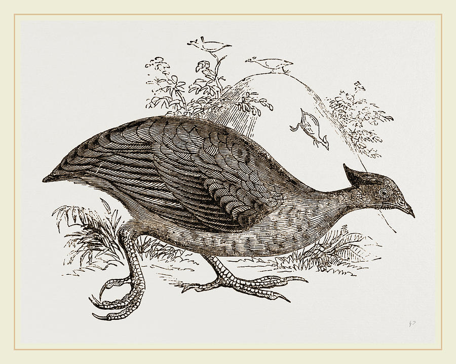 Mound Making Megapode Drawing by Litz Collection - Fine Art America