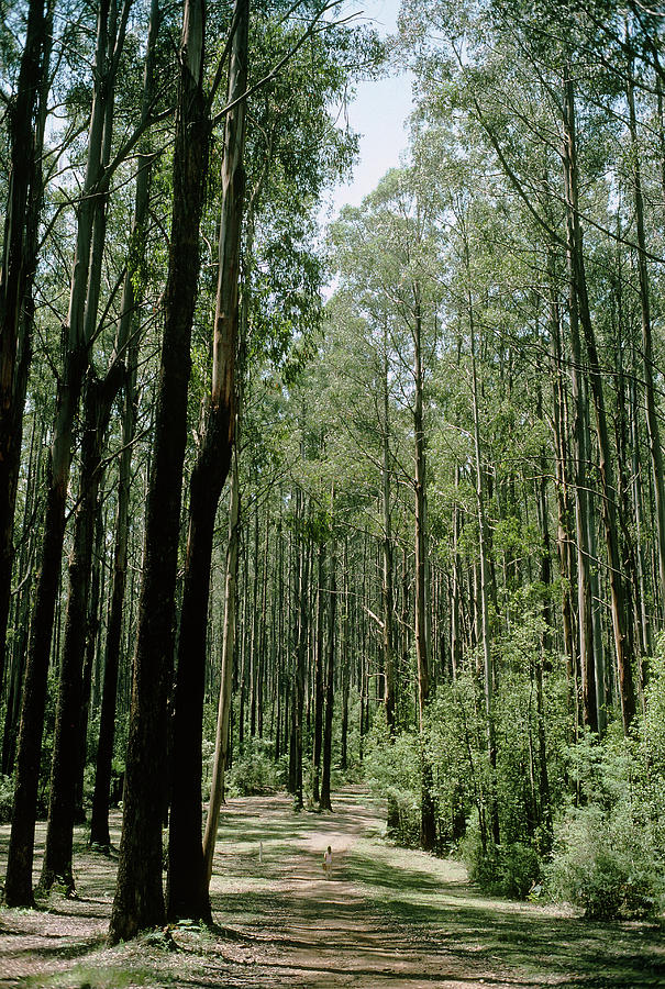 Mountain Ash Woodland by Science Photo Library