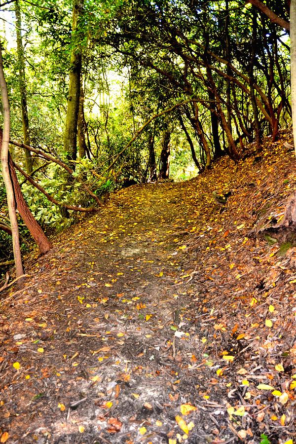 Mountain Pathway Photograph by James Potts | Fine Art America