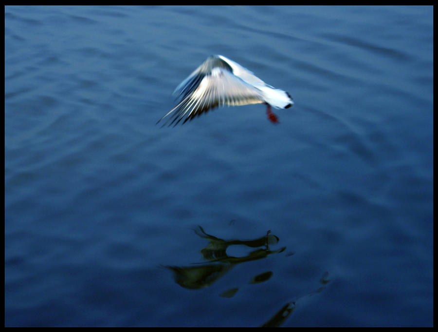 Move Of Reflection Photograph by Bliss Of Art - Pixels