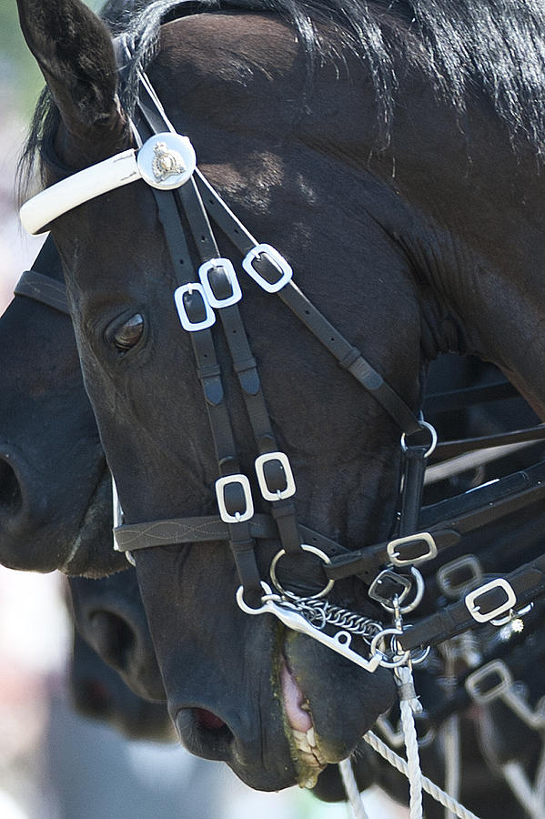 MP Bridle II Photograph by D Laird Allan - Pixels