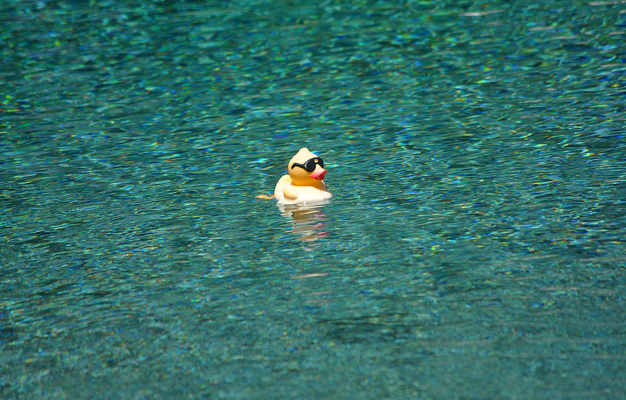 Mr Cool In The Pool Photograph by Jay Milo - Fine Art America