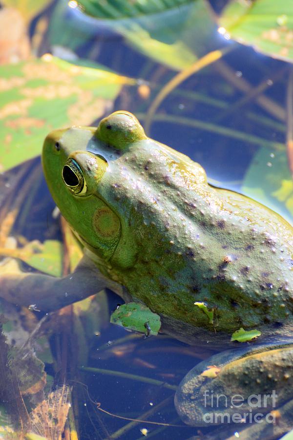 Mr. Fat Frog 2 Photograph by Rick Rauzi - Fine Art America