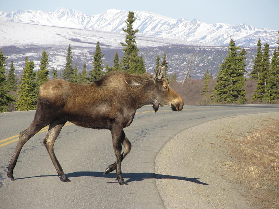 Mr Moose Photograph by Larry Marano | Fine Art America