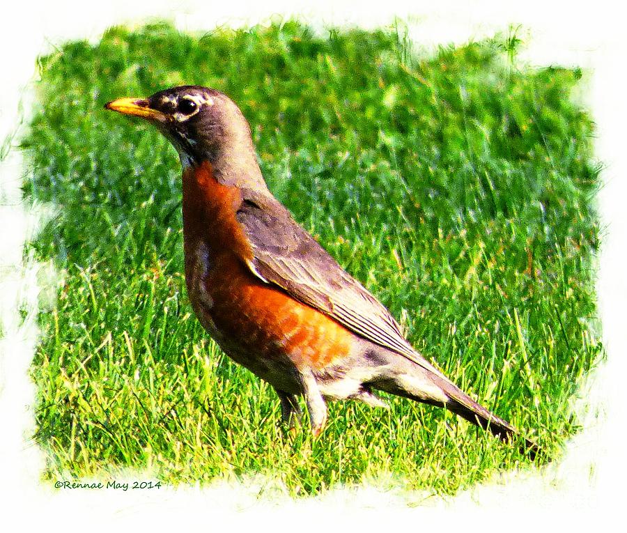 Mr. Robin Photograph by Rennae Christman - Fine Art America