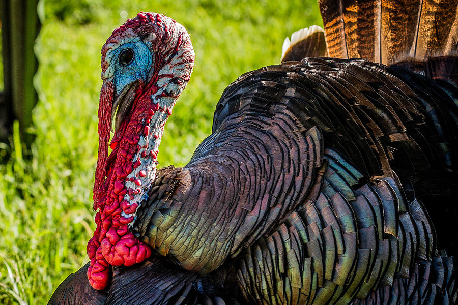 Mr. Turkey Photograph by Dayna De Hoyos - Pixels