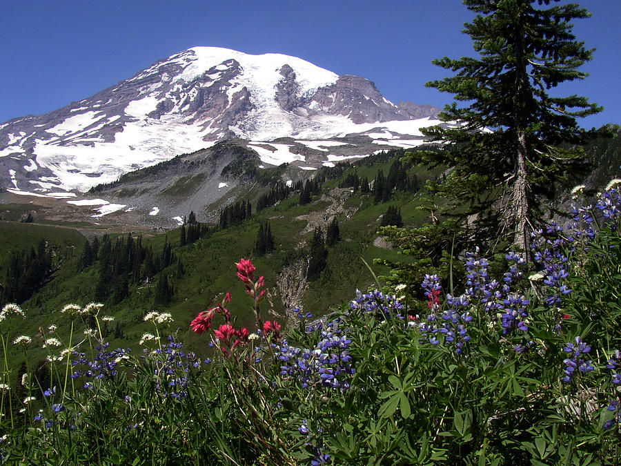 Mt. Rainier Stevens Ridge alpine meadow Photograph by Bert Hoff - Fine ...