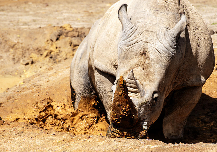 Muddin' Photograph by Amelia Quicke - Fine Art America