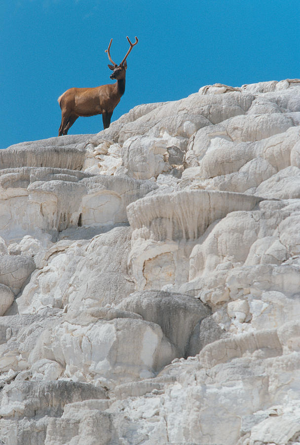 Mule Deer Photograph by Mark Harmel - Fine Art America