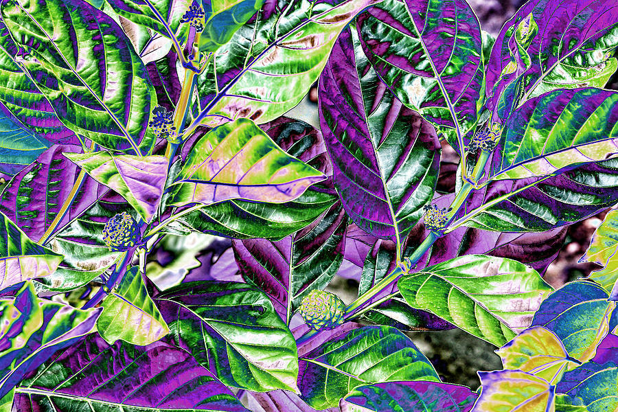 Multi Colored Foliage Digital Art by Linda Phelps - Fine Art America