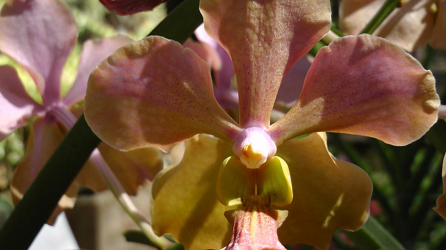Multi colored Orchid Photograph by Gonde Hoffmann - Fine Art America
