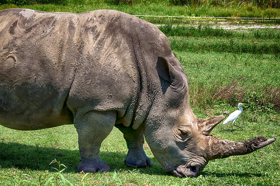 Munching Photograph by Dan Dennison - Pixels
