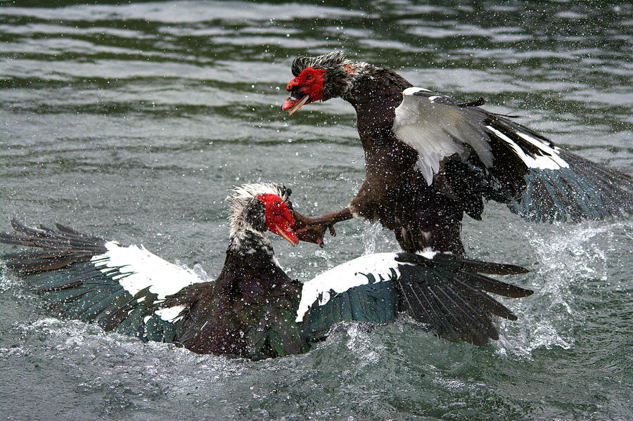Muscovy Ducks Mating Series 21 Photograph By Roy Williams Fine Art