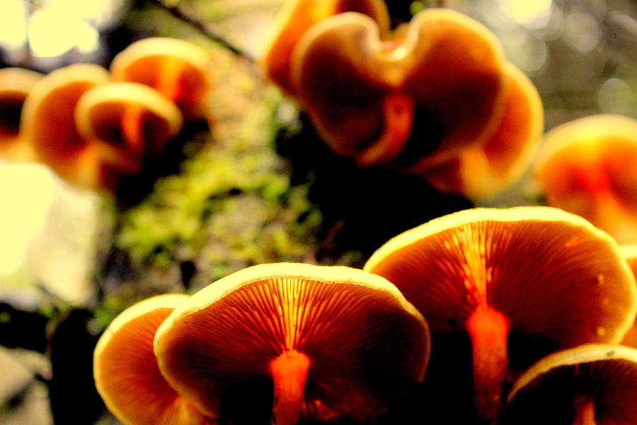 Mushroom Tree Photograph by Evan Hendrickson - Fine Art America