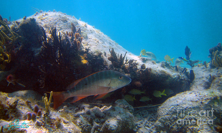 Mutton Photograph by Jason Mathias - Fine Art America