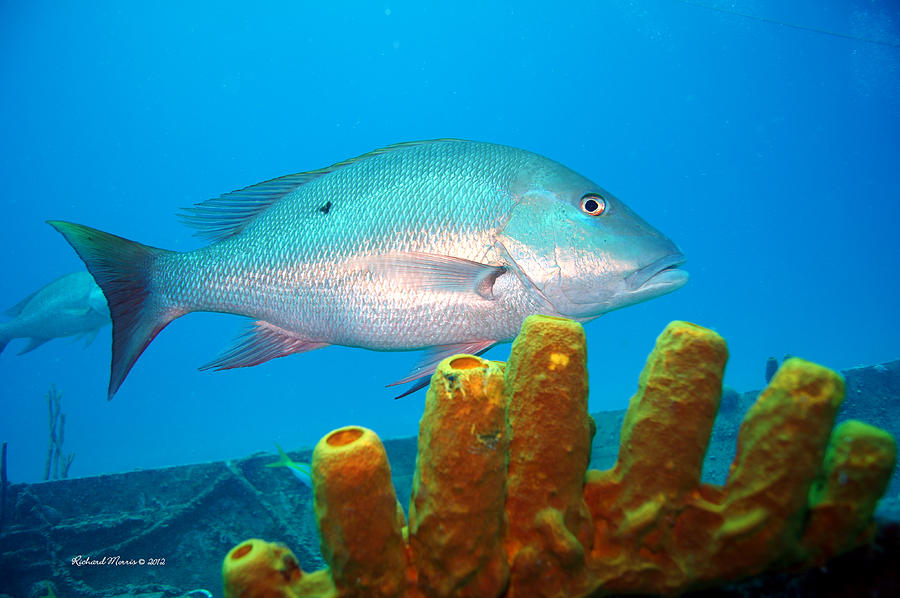 Mutton Snapper Photograph by Richard Morris - Fine Art America