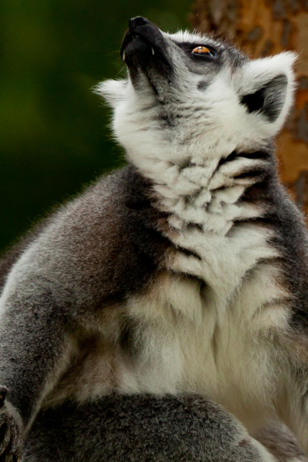 My God Its Full of Stars Photograph by Louis Shackleton - Pixels