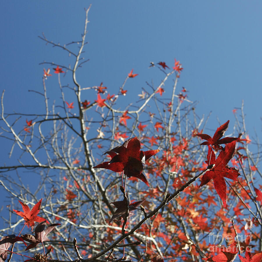 My Sky 2 Photograph by M Mapp - Fine Art America
