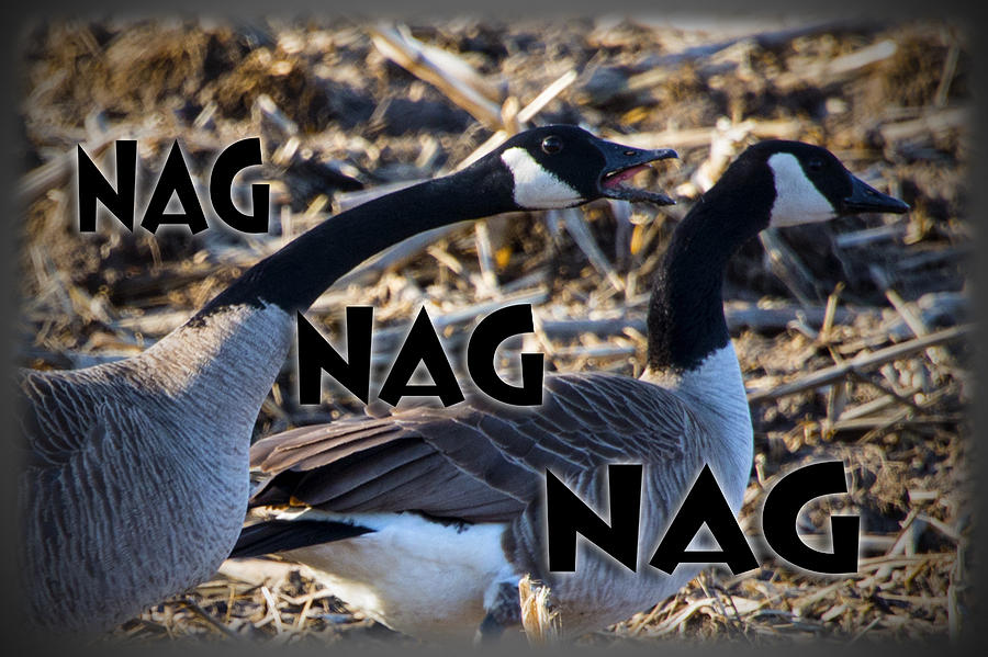 Nag Nag Nag Photograph by Jayne Gohr - Fine Art America