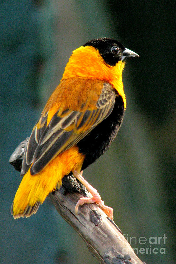 Napolean Weaver Finch Photograph by Frank Townsley - Fine Art America
