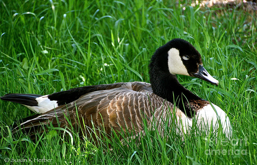 Napper Photograph by Susan Herber - Fine Art America