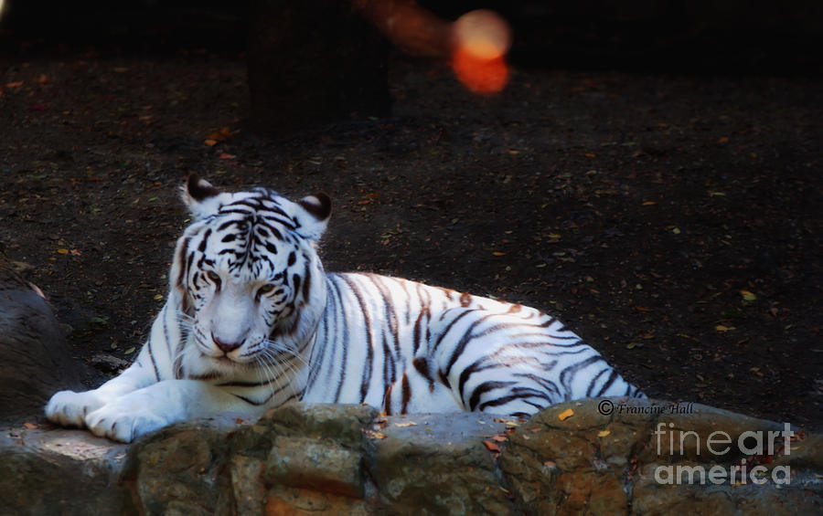 Napping White Tiger Photograph by Francine Hall - Fine Art America