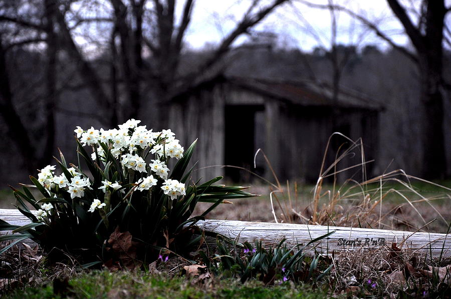 Natchez Spring Photograph by Stan Smith - Fine Art America