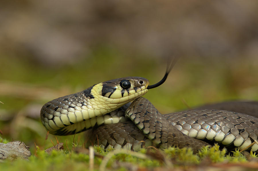 Natrix natrix Photograph by Ogun Caglayan Turkay - Fine Art America