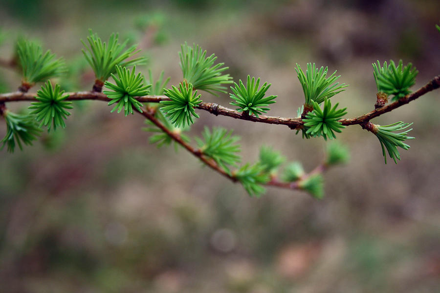 Natural Lines Photograph by Emma Greenacre - Fine Art America