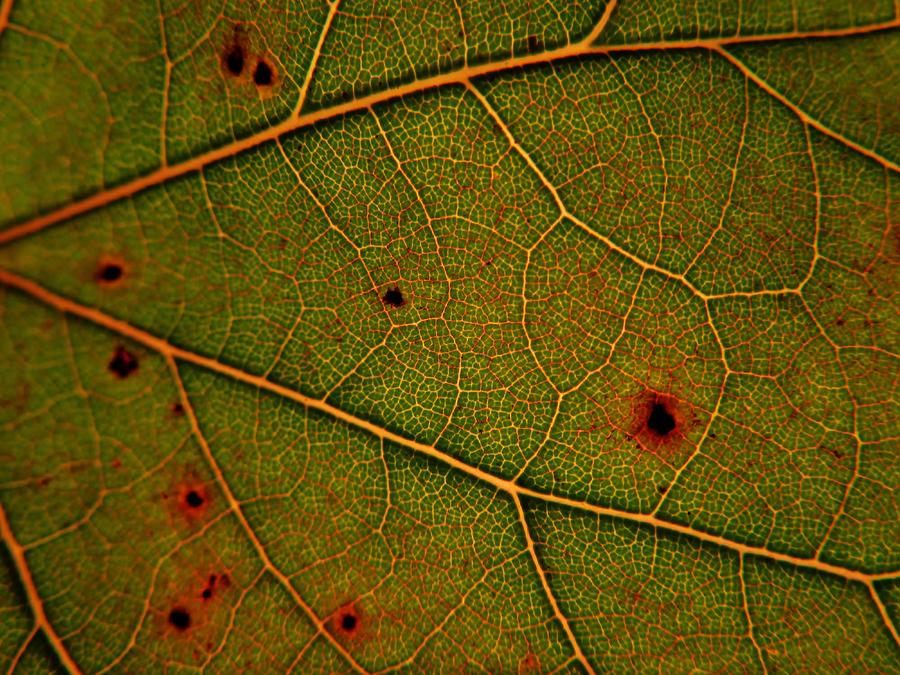 Natural Network Photograph by Jesse Kilmon - Fine Art America