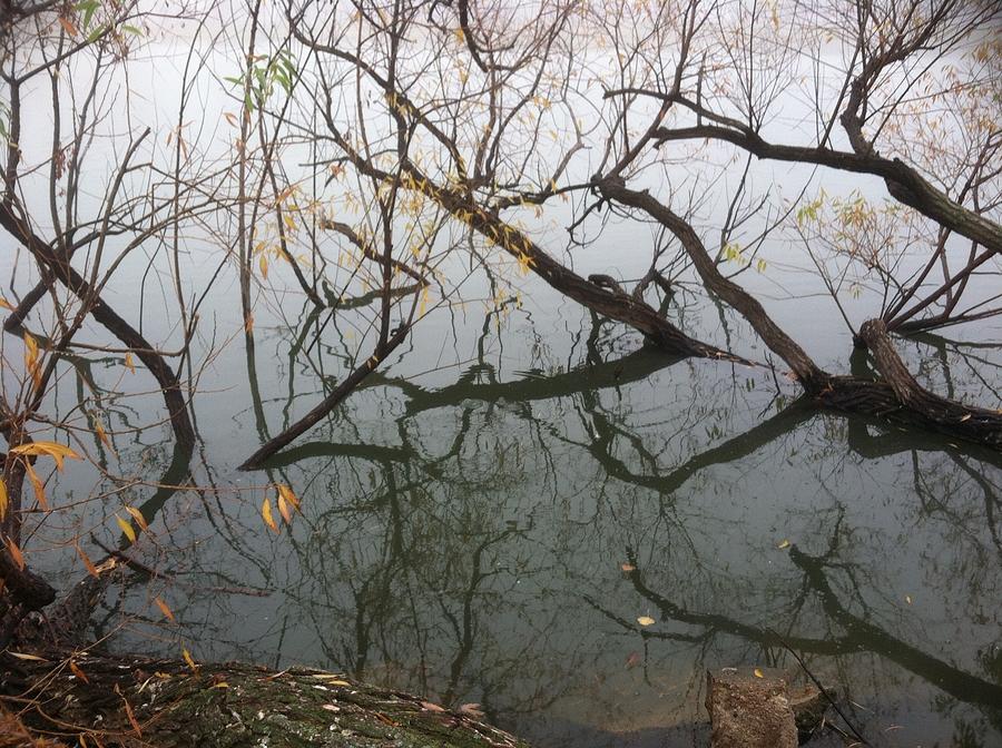 Natural Pattern Photograph by Suzanne Stratton - Fine Art America