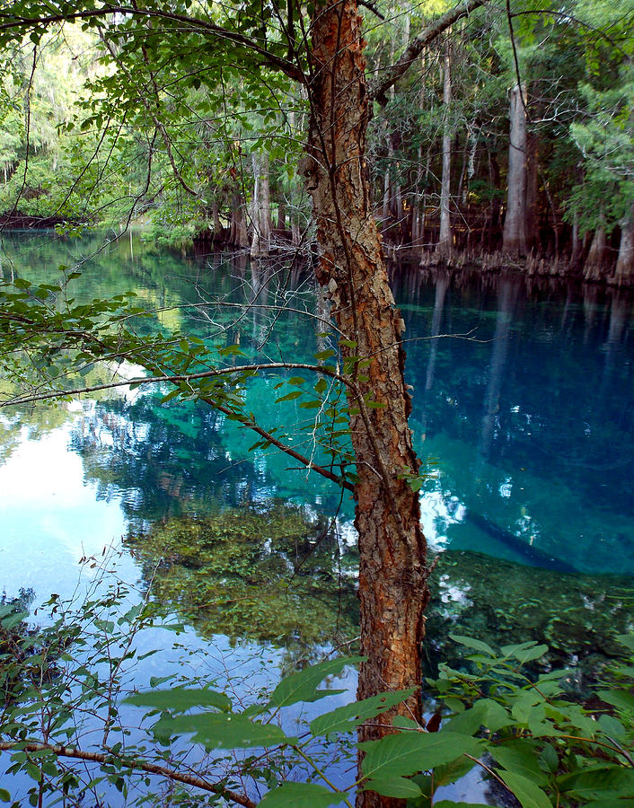 Natural Spring 1 Photograph by Sheri McLeroy - Fine Art America