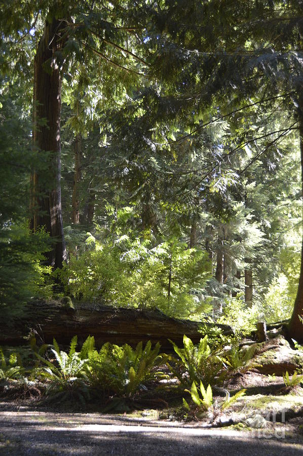 Nature Setting Photograph by Jan Noblitt | Fine Art America